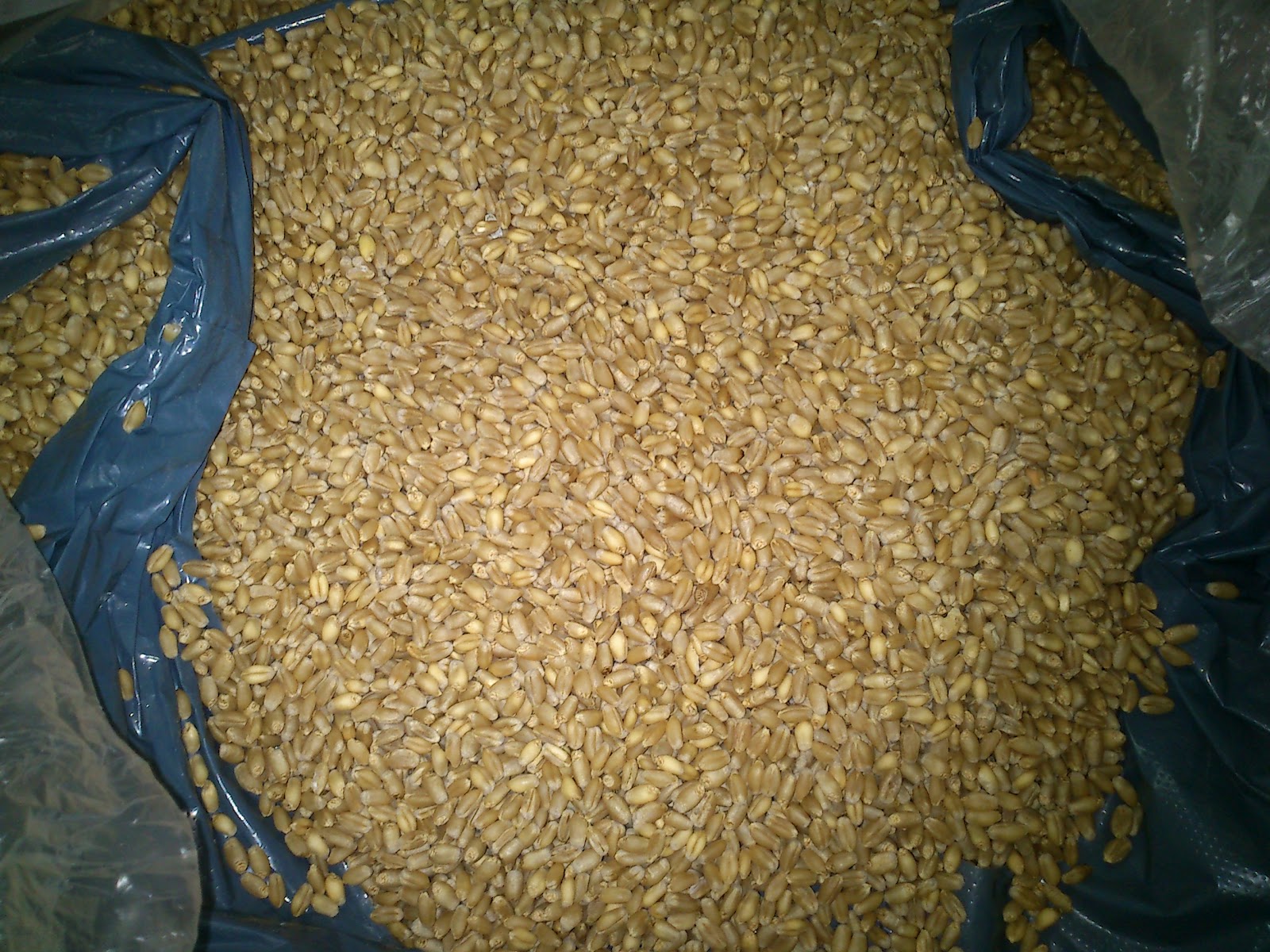 φροντιστήριο Αγροτών: οι αγροτες ψαχνουν σιταρι για μυλο